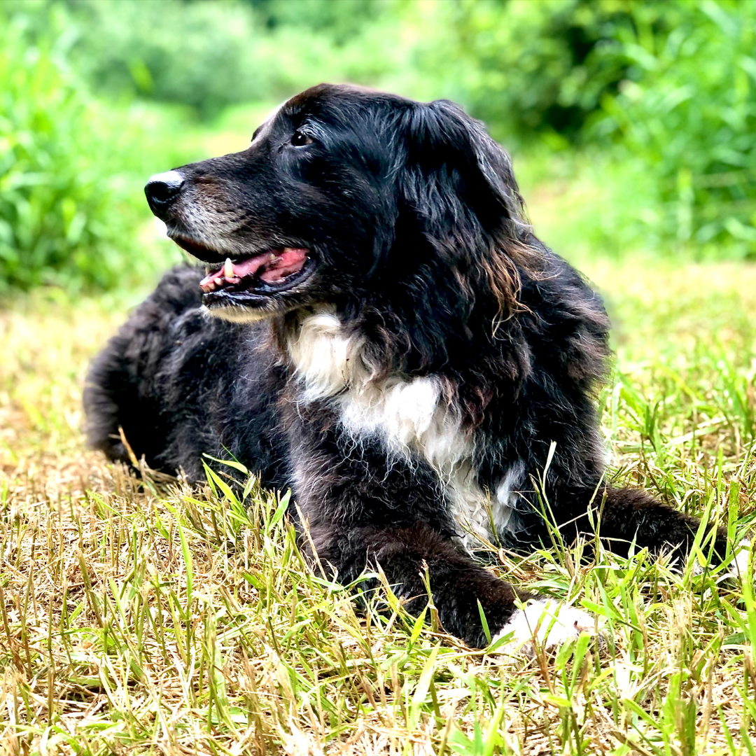 Should Children go to the Dog Park? — Trailblazing Tails