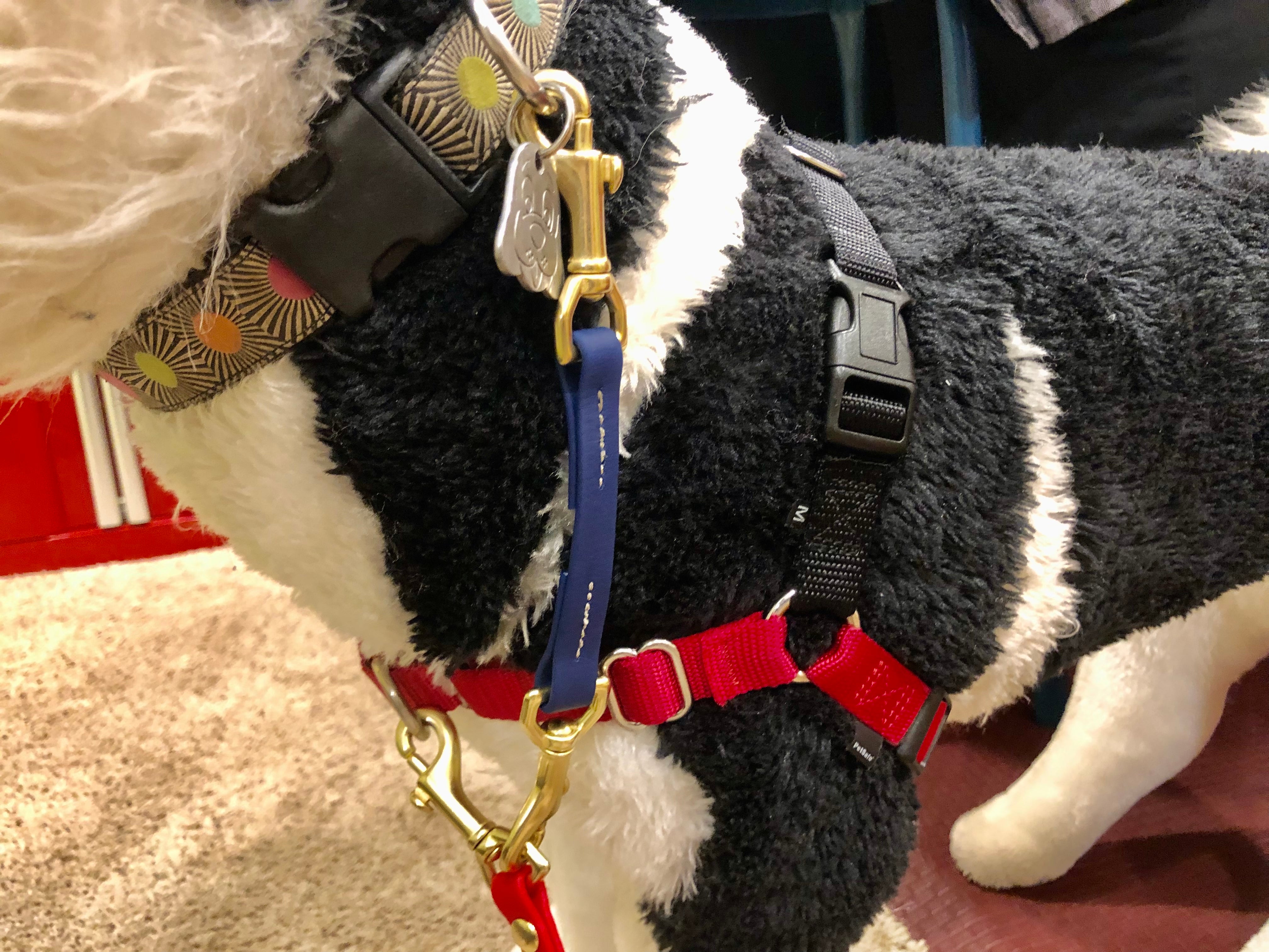The Safety Strap – Trailblazing Tails